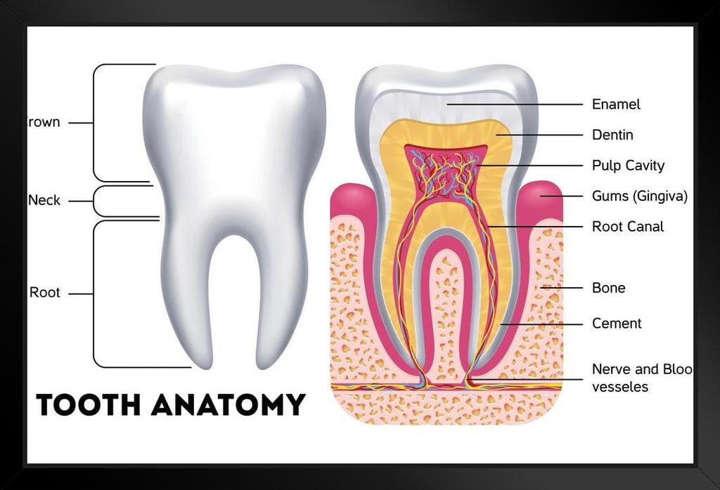 School Nurse Office Decorations Dental Office Decor Human Tooth Anatomy ...