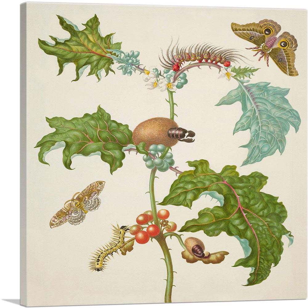 ARTCANVAS Coconilla With Silk Moth And Molippa Nibasa Moth 1702 Canvas ...