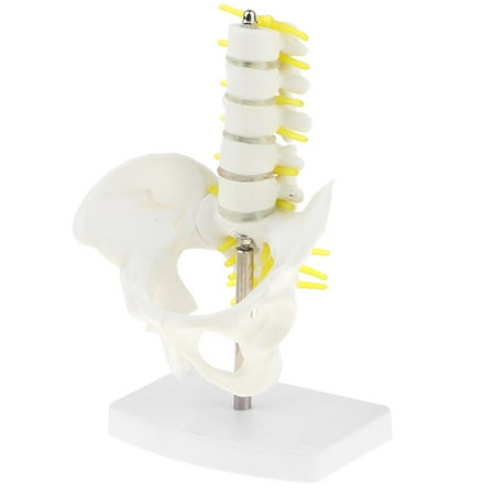 Anatomic Human Pelvis and Vertebrae Model Kits, Human Skeleton Model ...