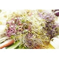 Broccoli Sprouts Seed (500 Seeds) - Easy, Fast Growing, Healthy ...
