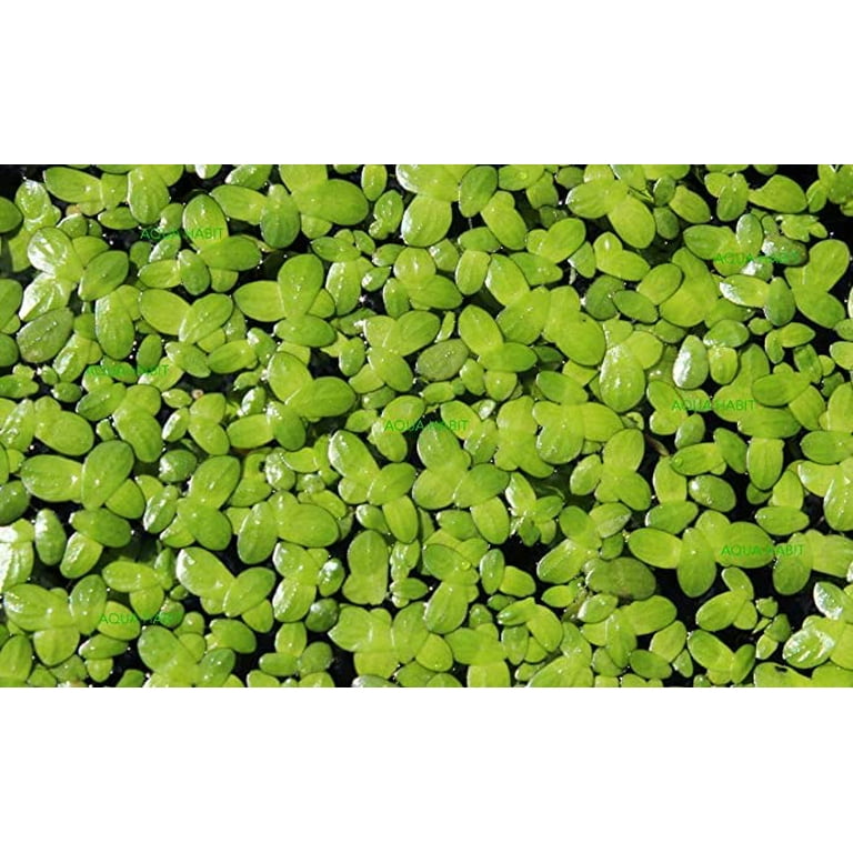 Duckweed Aquarium