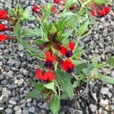 Cuphea Llavea Bat-faced Red Cuphea - 3" Pot Size - Perennial Flowers ...