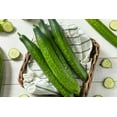 30 ENGLISH CUCUMBER Cucumis Sativus Burpless Fruit Vegetable Seeds ...