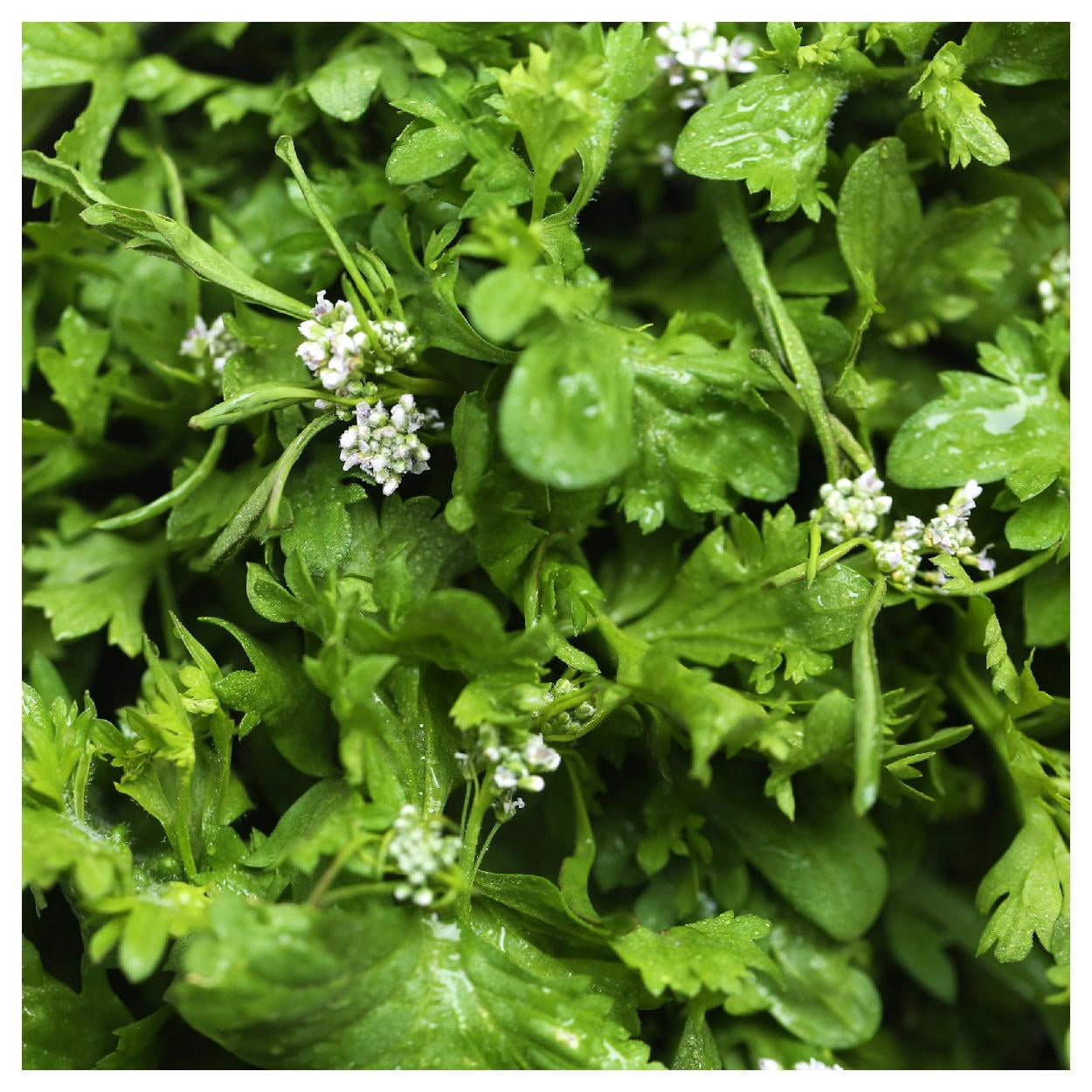 Everwilde Farms - 1 oz Wrinkled Crinkled Cress Herb Seeds - Gold Vault ...