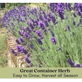 Hidcote Lavender | 10 Live Herb Plants | Non-GMO, English Lavender ...