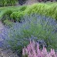 Phenomenal® Lavender Live Plants, Fragrant Purple Blooms - Walmart.com