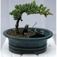 Juniper Procumbens Nana Tree Land & Water Pot with Scalloped Edges ...