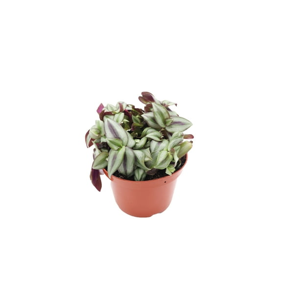Dark Desire Wandering Jew - 6" from California Tropicals - Walmart.com