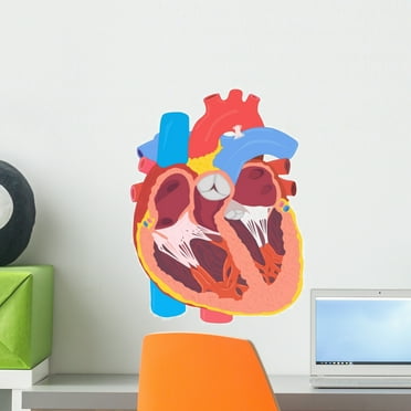 Human Heart Anatomy Wall Mural by Wallmonkeys Peel and Stick Graphic ...
