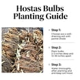 Variegated Butterfly Hostas Flowers Planting-Iridescence-Home ...