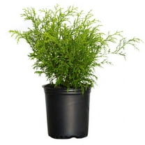 Gold Mop Threadleaf False Cypress (2.5 Quart) Evergreen Shrub - Yellow ...