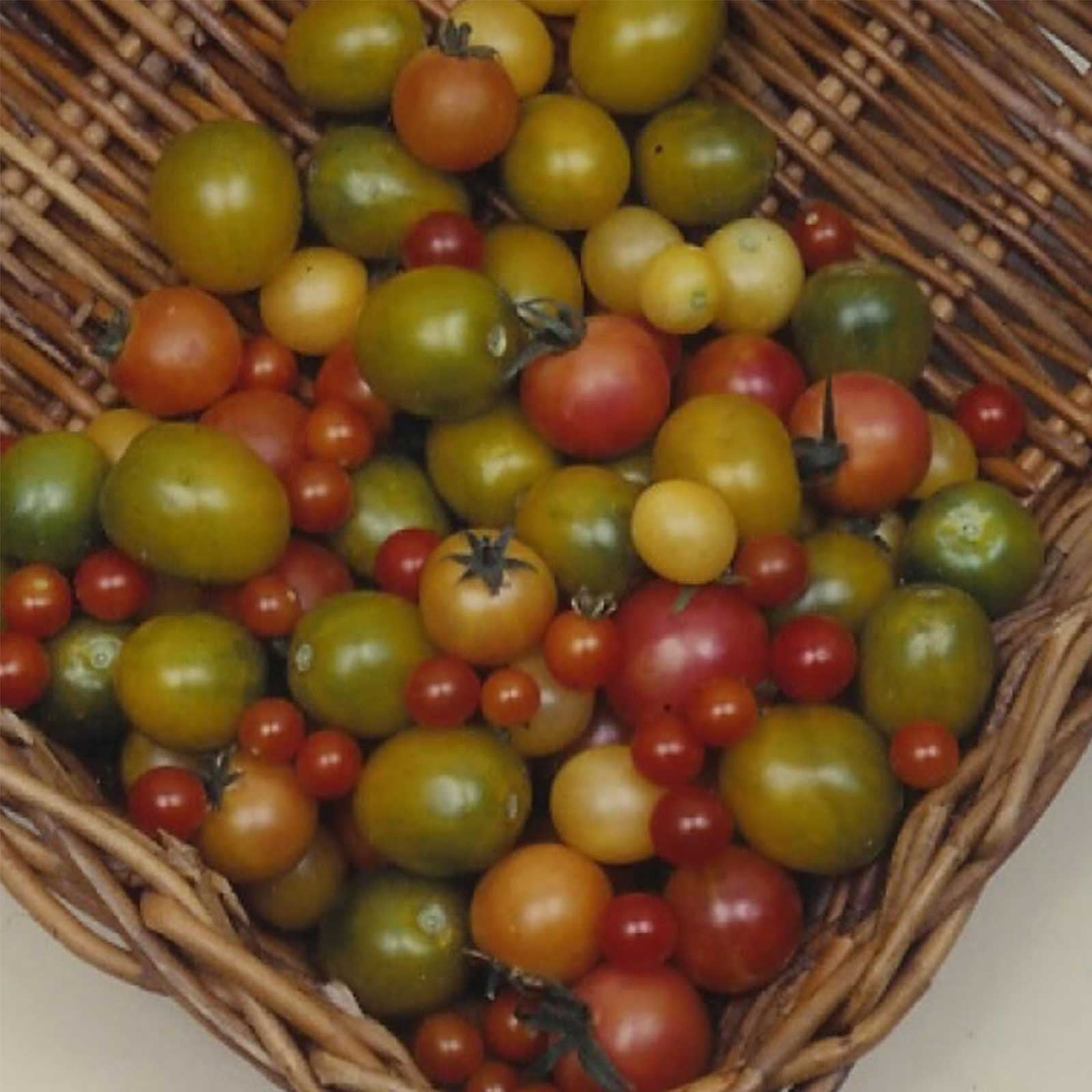 Tomato Garden Seeds - Rainbow Cherry - 0.25 Oz - Non-GMO, Organic ...