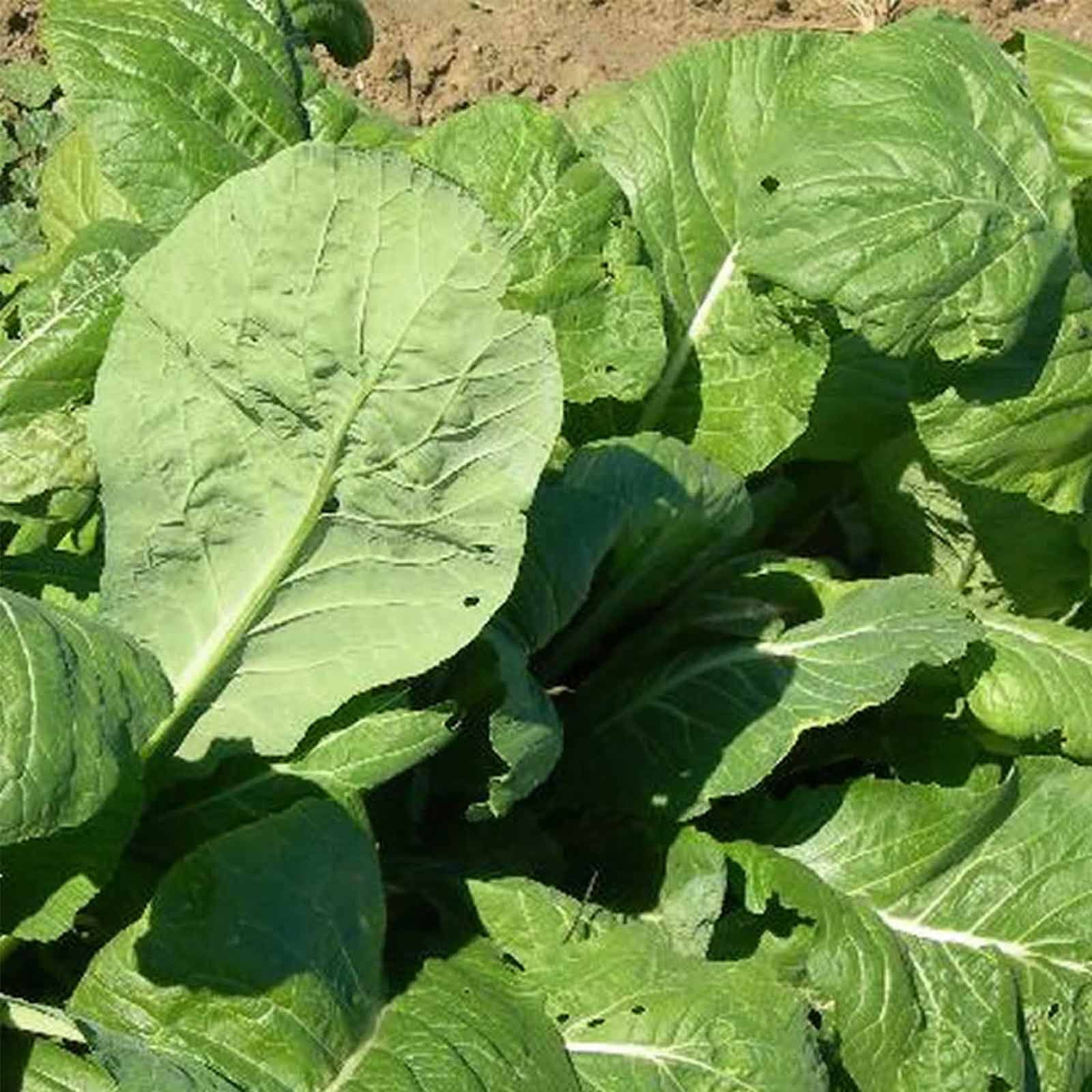Tendergreen Komatsuna Seeds: 4 Oz - Non-GMO Spinach-Mustard Seeds for ...