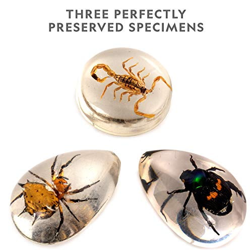 - Kit Dig Bug Real GEOGRAPHIC 限定価格NATIONAL Dig Science STEM Great ...