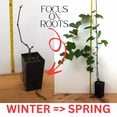 Bluish-Black Seedless Grape Vines Live Plants for Planting, 5-10" Grape ...