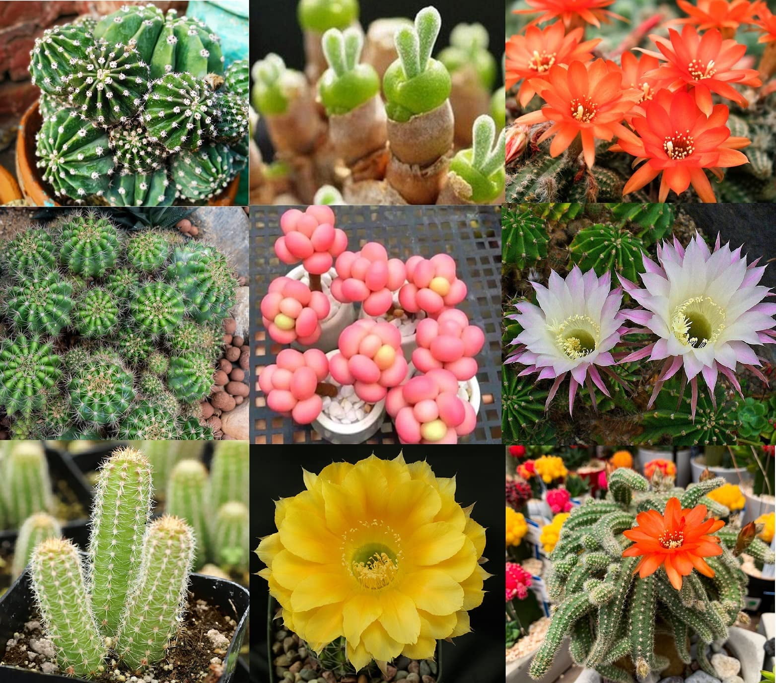 Echinopsis Cactus Species Mix - 50+ Seeds - All The Favorites! - Ships ...