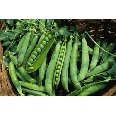 Oregon Giant Snow Pea Seeds- 200 Count Seed Pack - Non-GMO - Finest ...