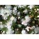 20 TRUE MYRTLE Myrtus Communis aka Common & Sweet Myrtle Fragrant White ...