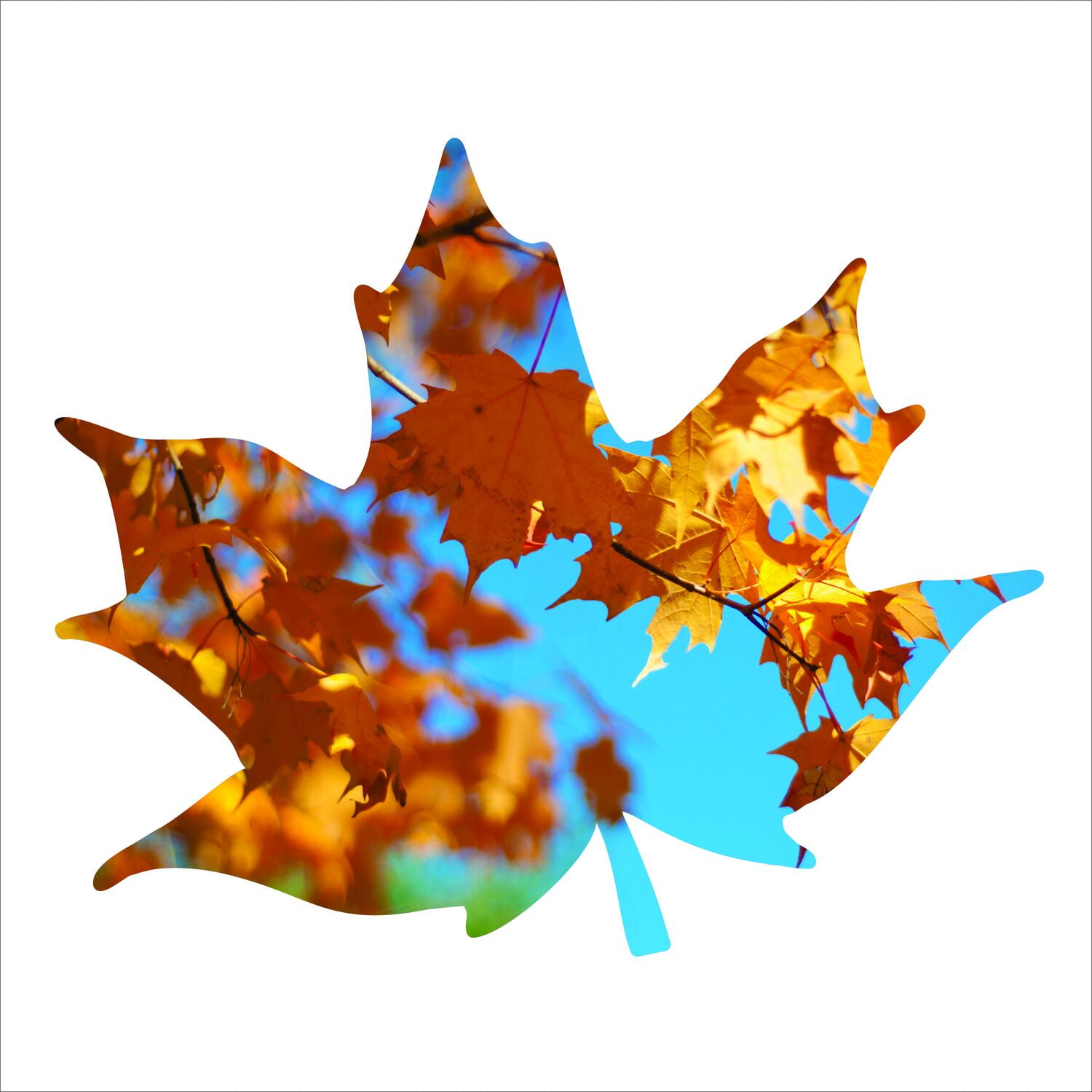 Maple Leaf Silhouette