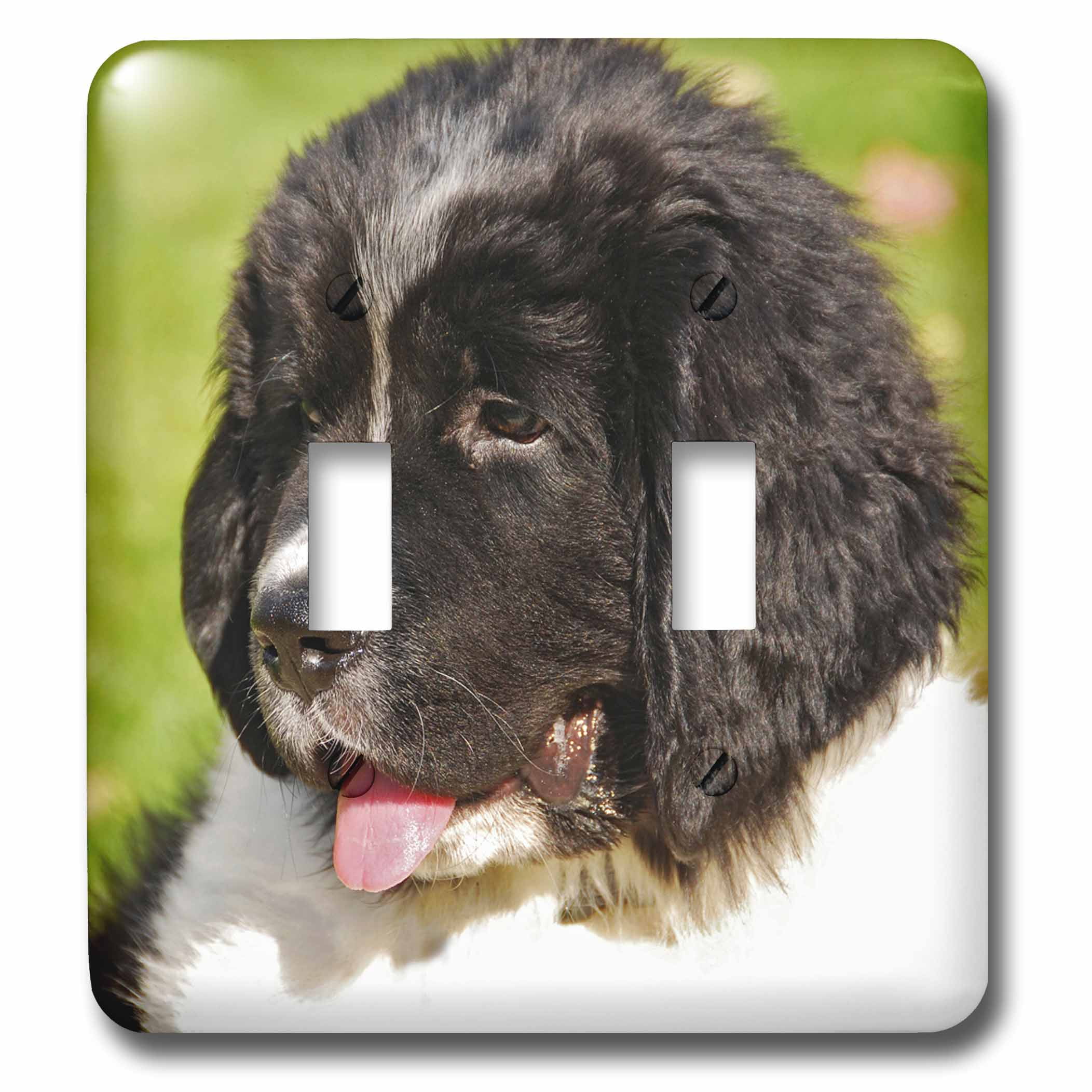 Oregon, Portland, Landseer Newfoundland dog puppy - US38 BJA0526 ...
