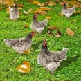 Lomubue Rooster Decor Realistic Life-like Ornamental Double-sided ...