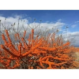 50 Seaberry Bush Seeds - Edible and Delicious - Walmart.com