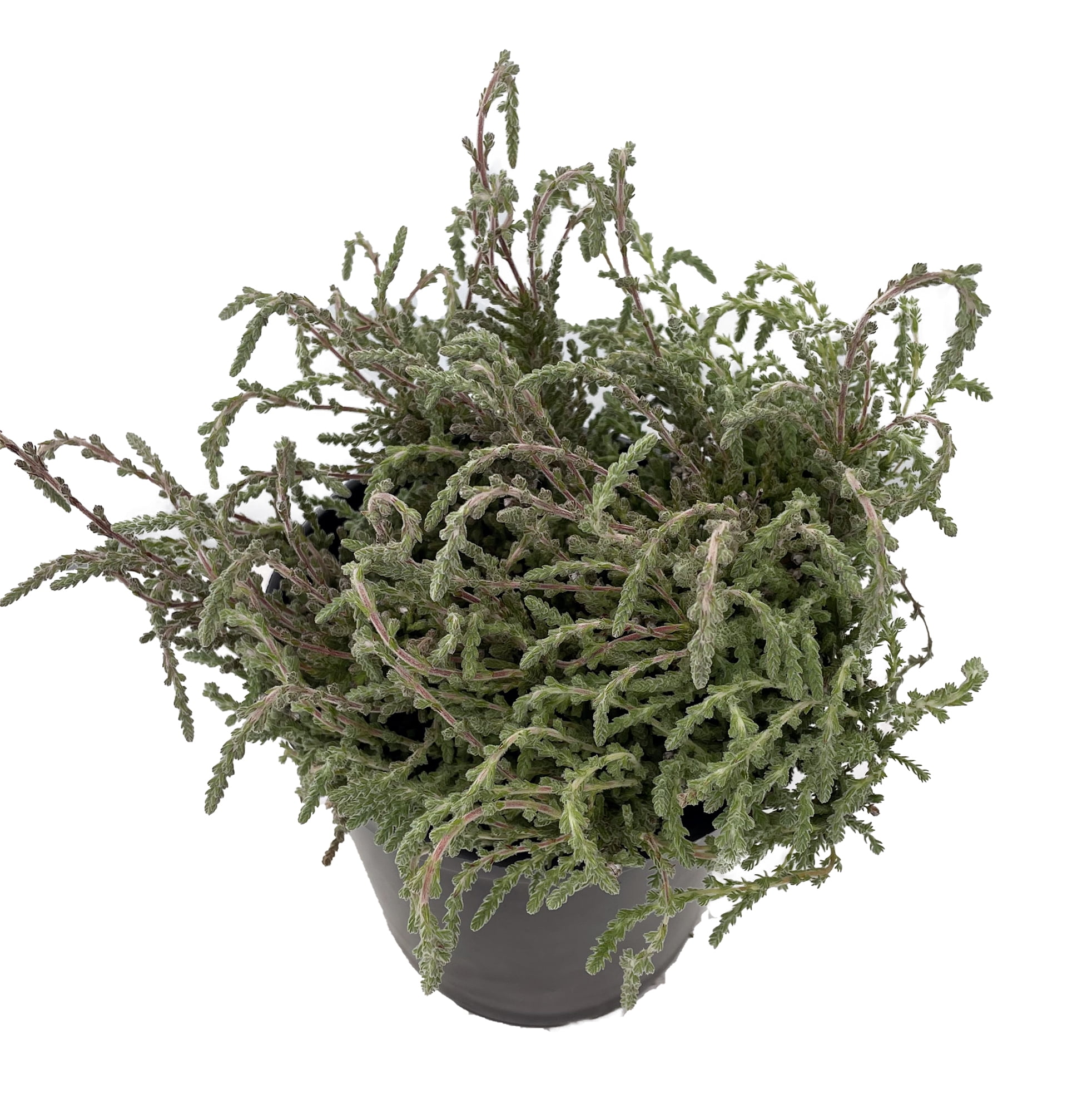 Silver Knight Scotch Heather - Calluna vulgaris - Hardy - 5" Pot ...