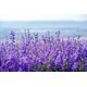 20 DWARF MUNSTEAD LAVENDER Blue English Lavandula Angustifolia Munstead ...