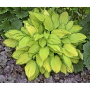 Halcyon Hosta - Indoor Real Flower, Medium Size Deep Green/Blue ...