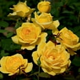 Heirloom Roses Rose Bush - Ch-Ching Yellow Grandiflora Rose Plant ...
