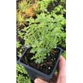 3 Variegated Lemon Thyme Plant – Smells Like Lemon/Tastes Like Lemon ...