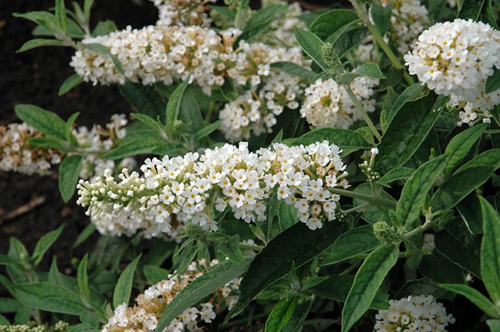 Humdinger® Little Angel Butterfly Bush - Buddleia - Compact - Gallon ...