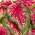 Proven Winners 2QT Pink Caladium Heart to Heart Tickle Me Pink Live ...