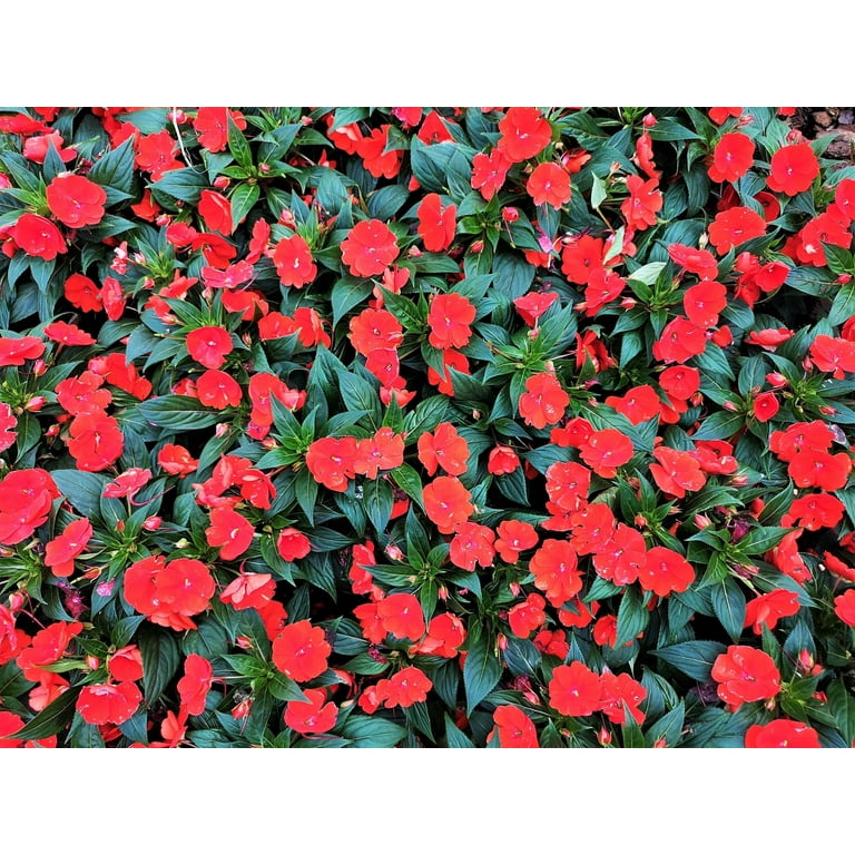 Red Impatiens Flowers