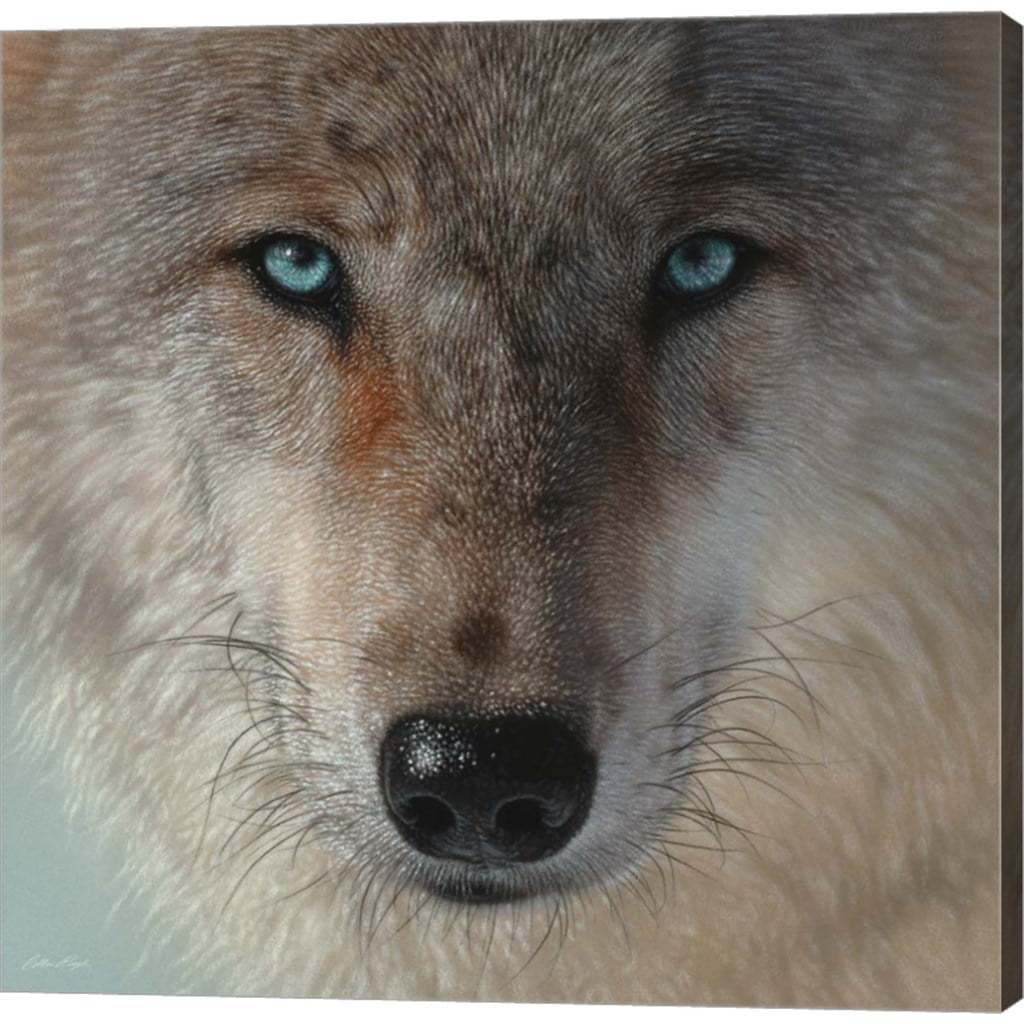 Great Art Now Inner Wolf by Collin Bogle, Canvas Wall Art, 24W x 24H ...
