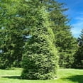 Expert Gardener 3-4 ft. tall Green Giant Thuja Live Tree in 7-Gallon ...
