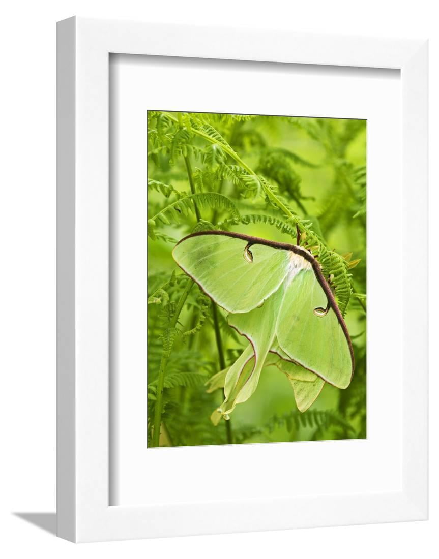 Luna Moth (Actias Luna) Mating Pair Among Hay-scented Ferns, Lively ...