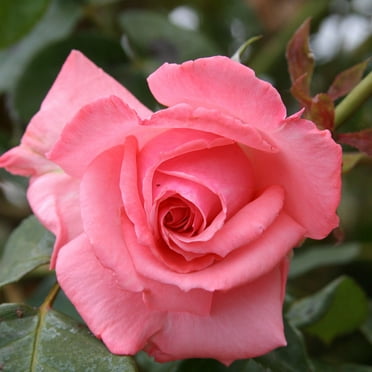 Heirloom Roses Pink Rose Bush - The New Dawn Plant , Live Fragrant ...