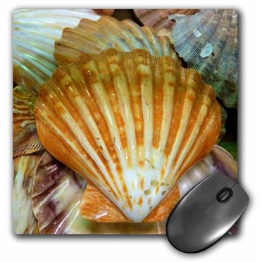 3dRose Florida Sea Shells, Mouse Pad, 8 by 8 inches - Walmart.com