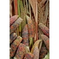Earth Tones Dent Corn Seed -Tones of Gold,Bronze,Mauve-Pink,Green,Brown ...