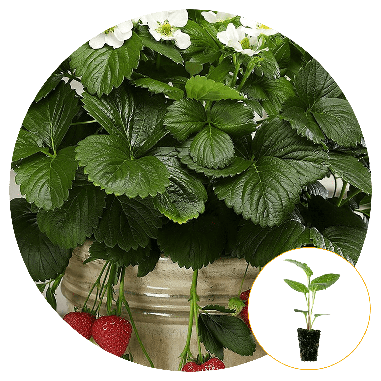 Baby Strawberry Plants