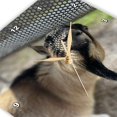3drose, a Photograph of a Grumpy Goat Hanging Out under a Bench., 15x15 ...