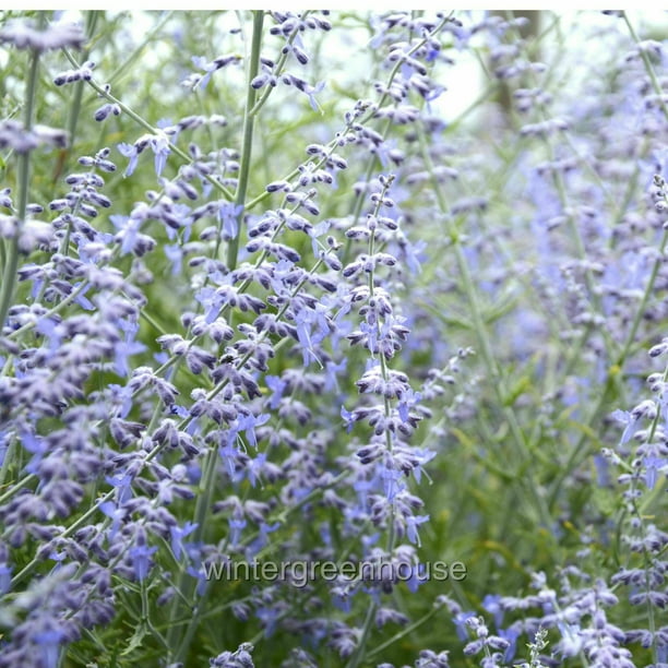 Perovskia Little Lace, Russian Sage - Pot Size: 3" (2.6x3.5 ...