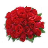 5 Double Planting Red Rose Rosa Bush Shrub Perennial Flower Seeds ...