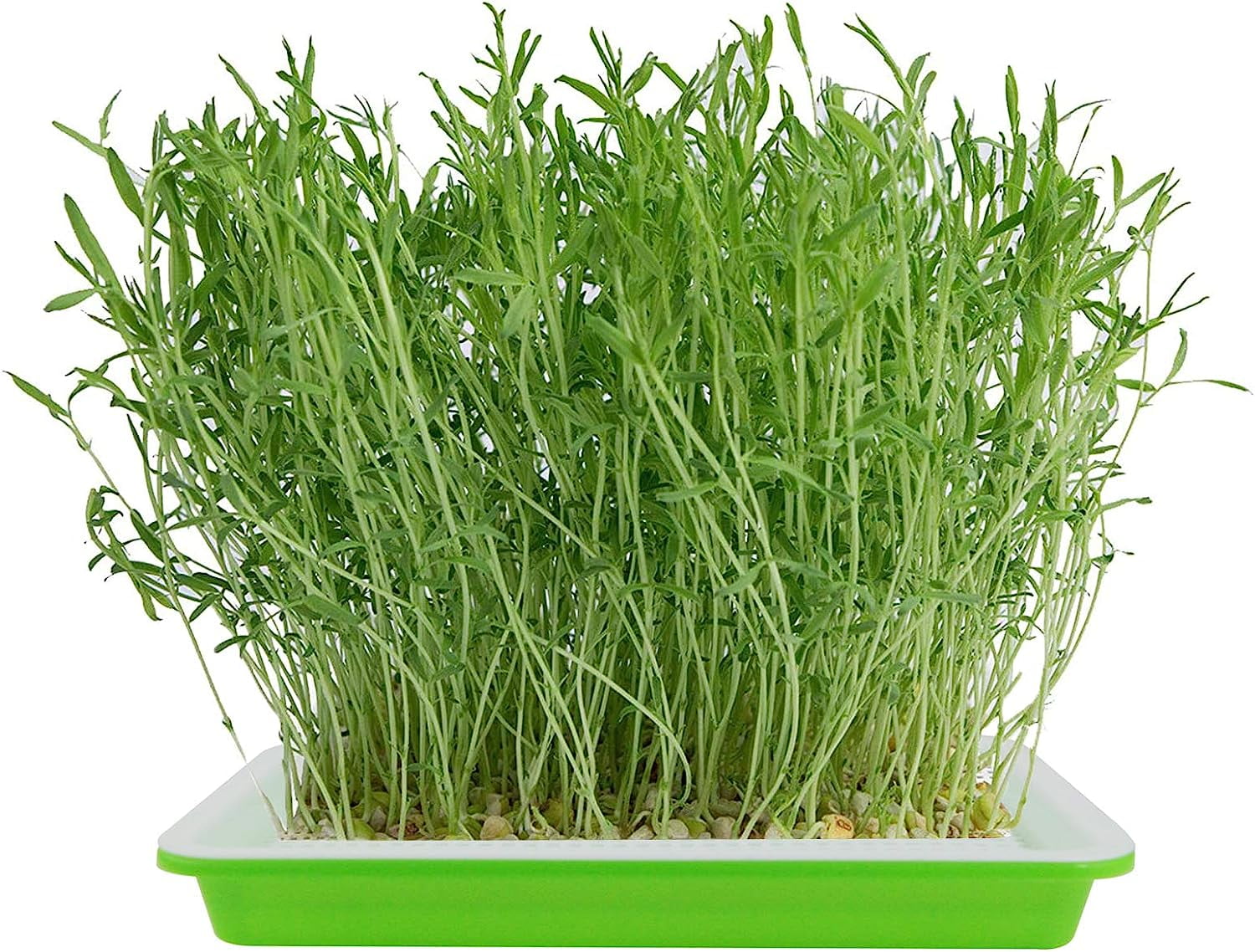 Tutuviw 1 Layers Sprout Trays Strength Plastic Soil-Free Healthy ...