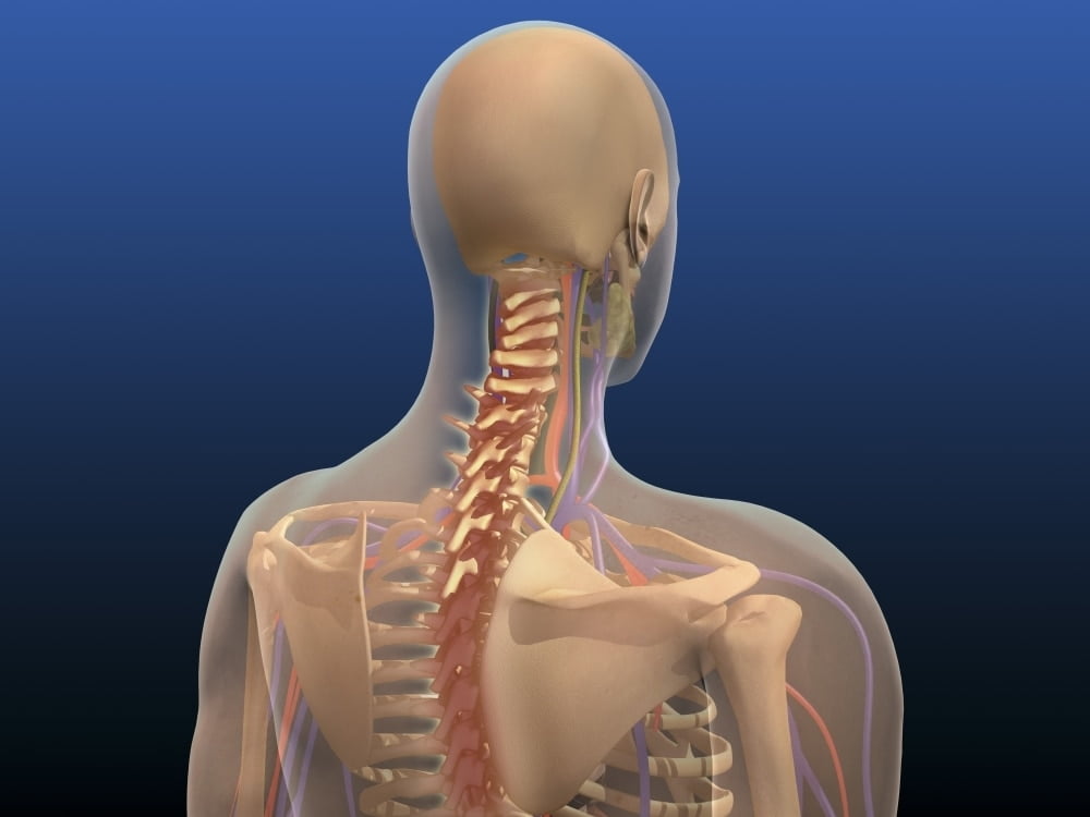 Rear View Of Human Body Showing Spinal Cord And Scapula Poster Print rear-view-of-human-body-showing-spinal-cord-and-scapula-poster-print