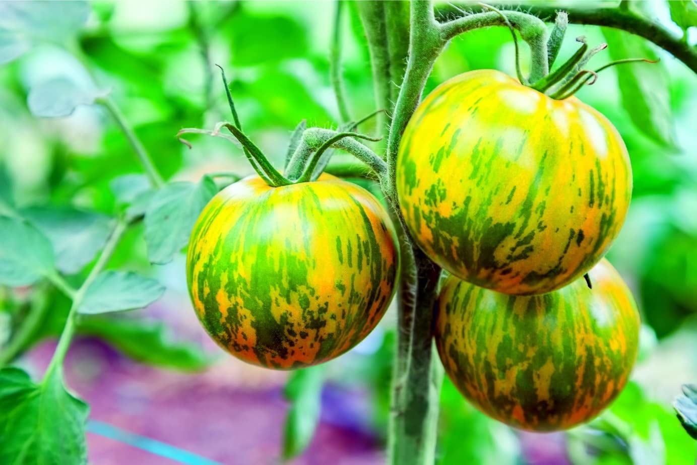 Green Zebra Tomato Seeds - 100+ Seeds, Made in USA - Grow Stunning ...