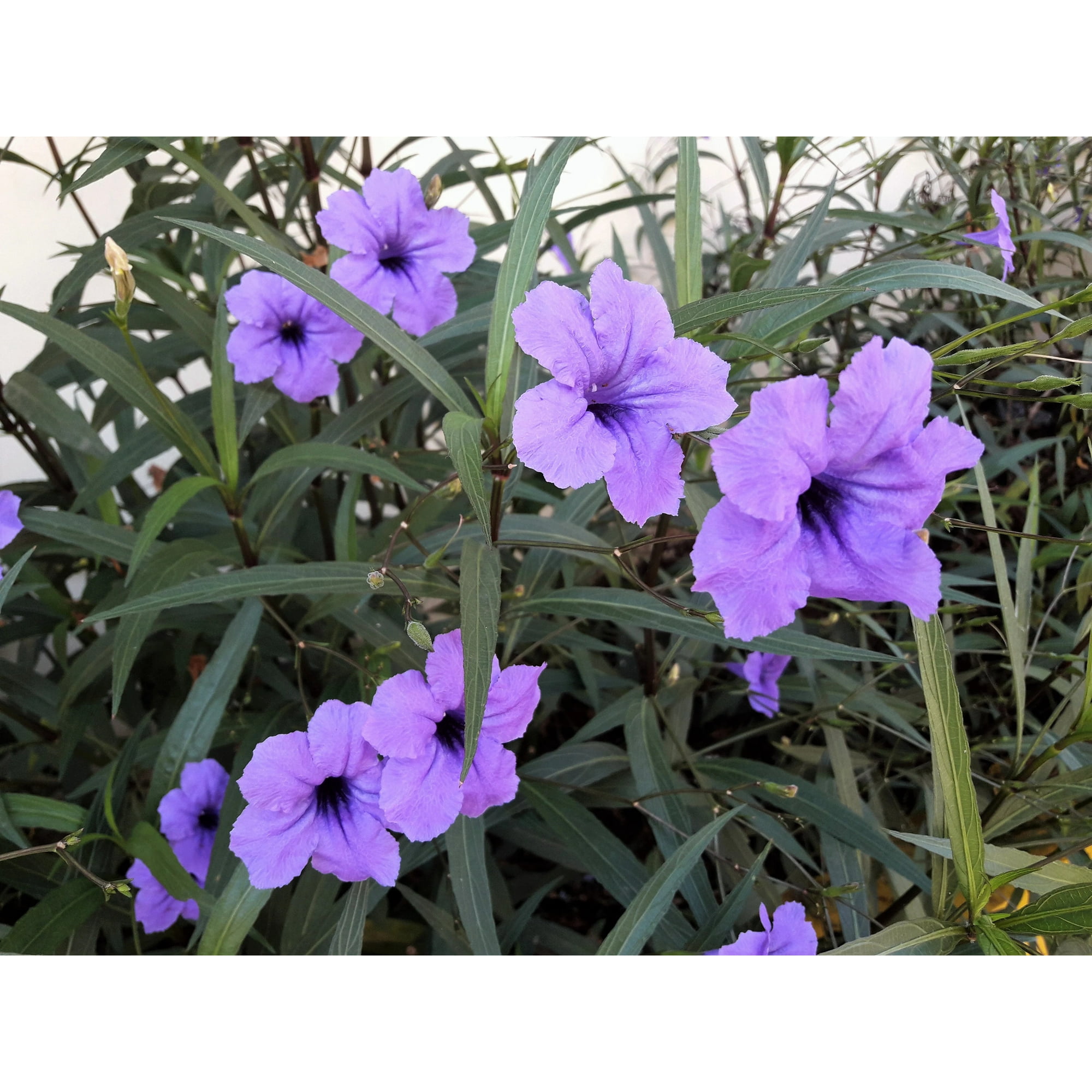 Click here for Seedville Usa 100 Blue Purple Fringeleaf Petunia W... prices