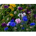 Set of 500 Assorted Flower Seed Packets! Flower Seeds in Bulk - 20 ...
