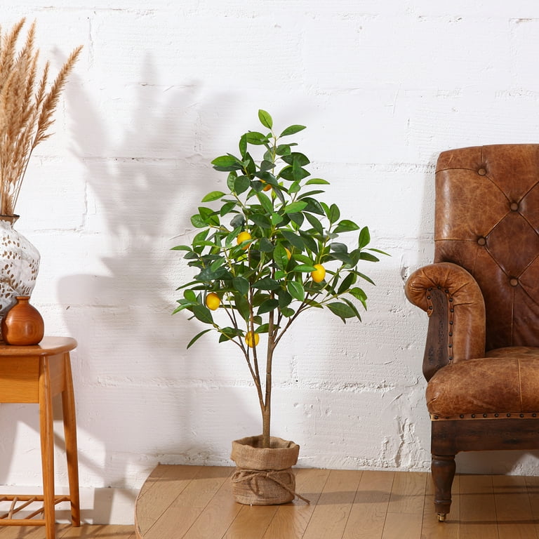 Potted Lemon Tree Indoors